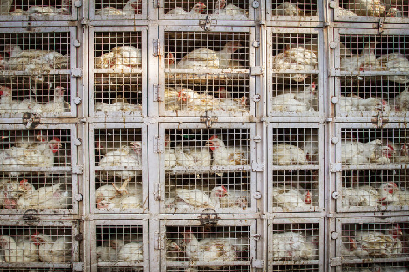 Factory Farming in Asia - Asia Research and Engagement