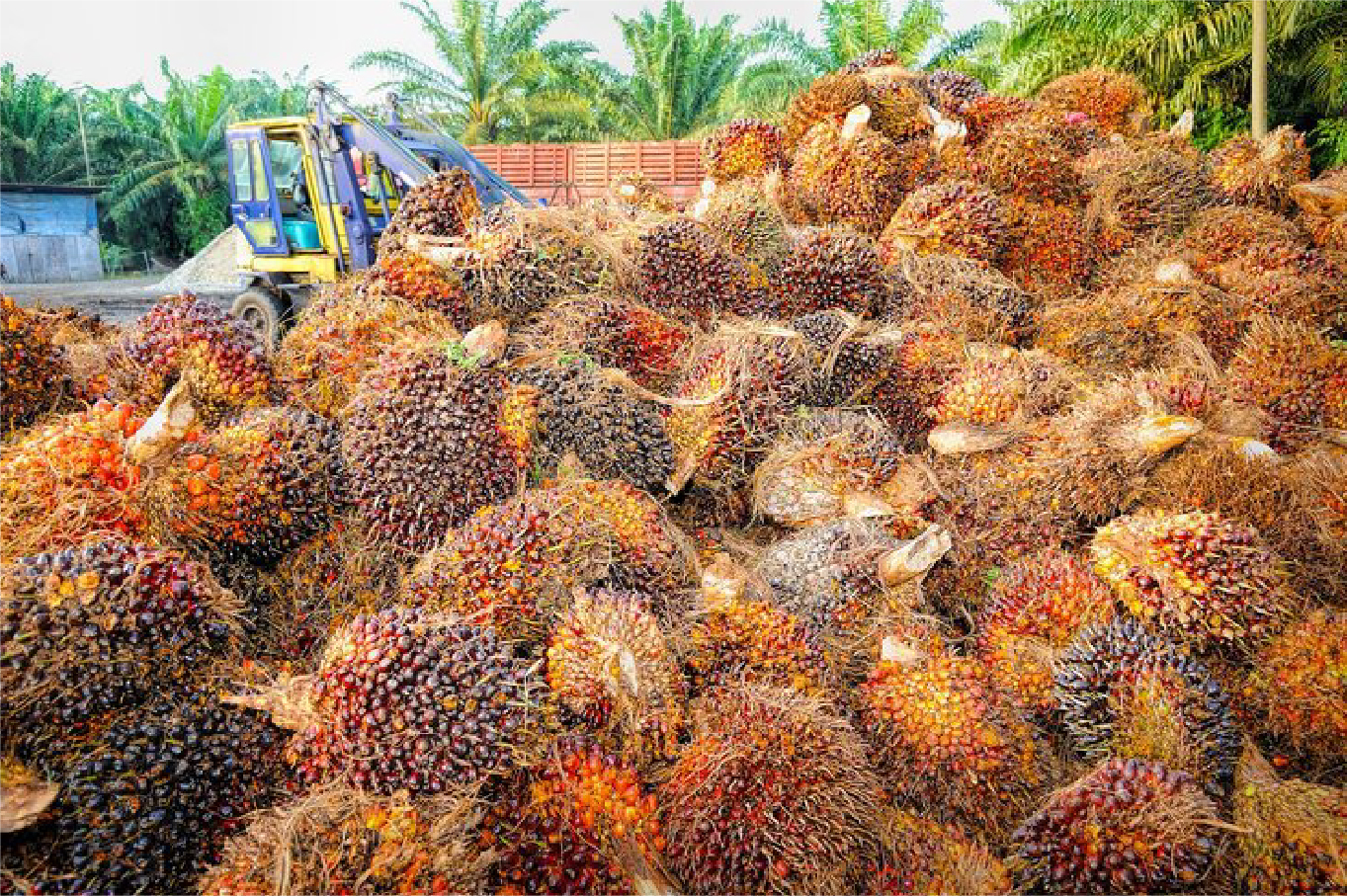 Sustainable Path: Who Is Leading Palm-Oil Reform? - Asia Research and ...